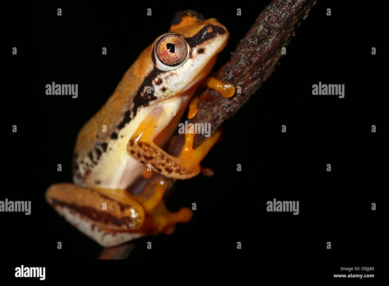 A VIBRANT Three-color Reed Frog (Heterixalus tricolor) in Madagascar ...