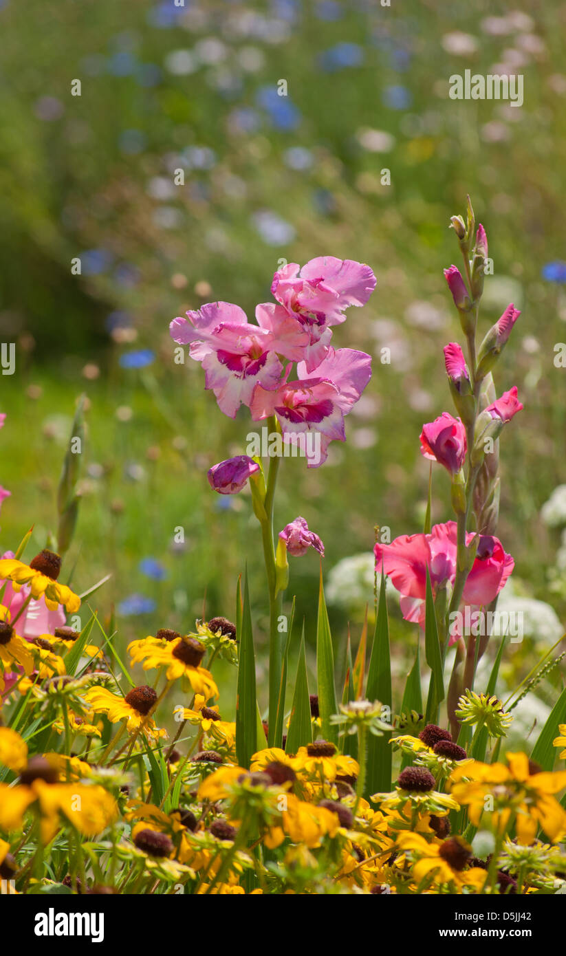 Gladiolus flowers hi-res stock photography and images - Alamy