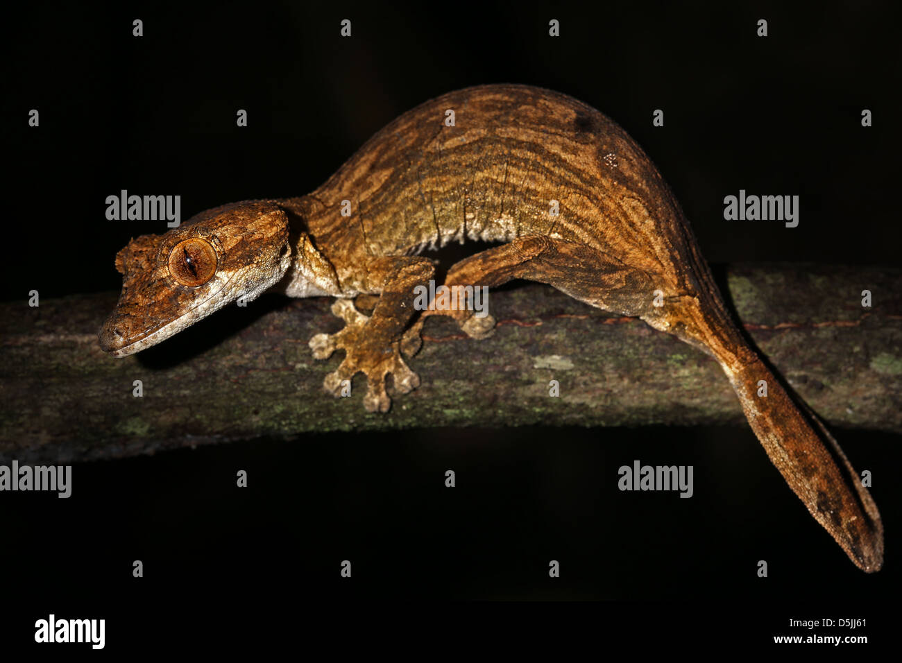 Endangered Gunther's Leaf-tailed Gecko (Uroplatus guentheri) in ...