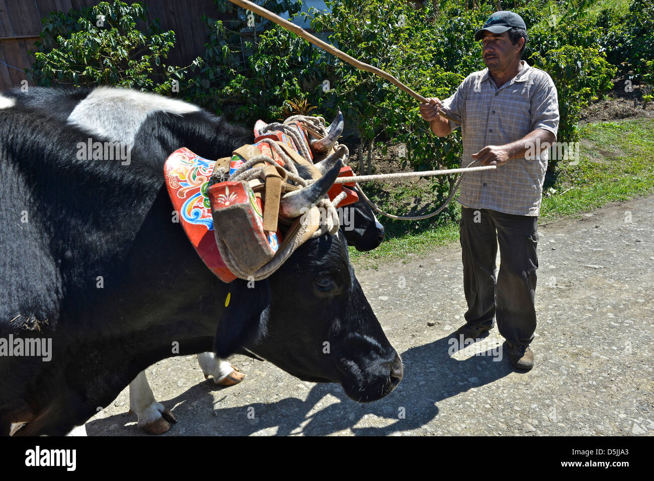 Costa Rican peasant with traditional carruage pulled by cows Stock ...