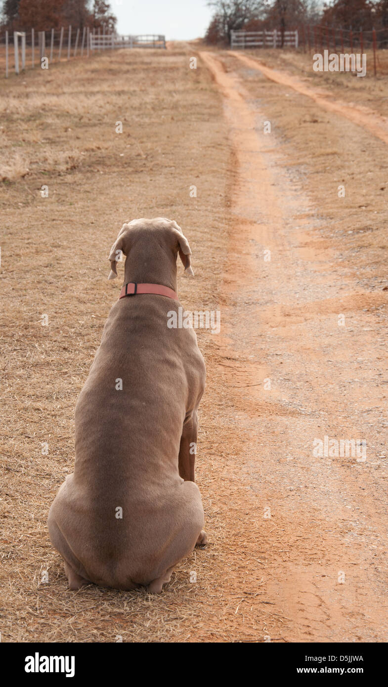 Weimaraner dog sitting on the side of a driveway, looking up the road ...