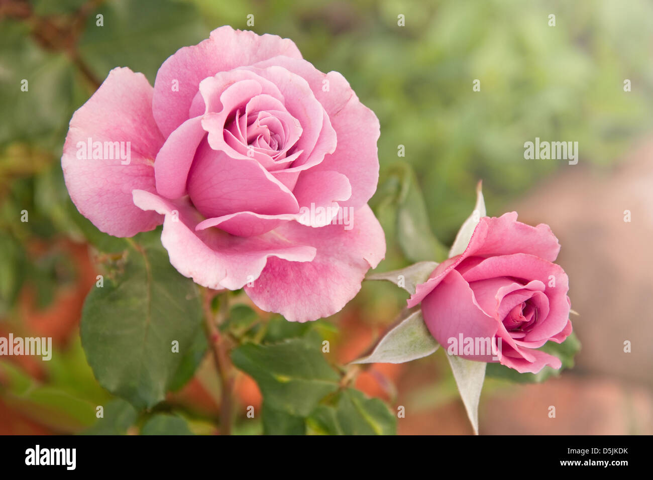 Beautiful pink rose in garden Stock Photo - Alamy