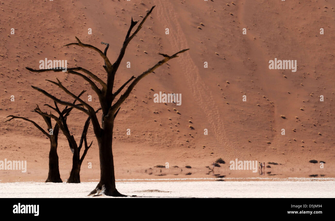 Sossusvlie Pan Trees Stock Photo - Alamy