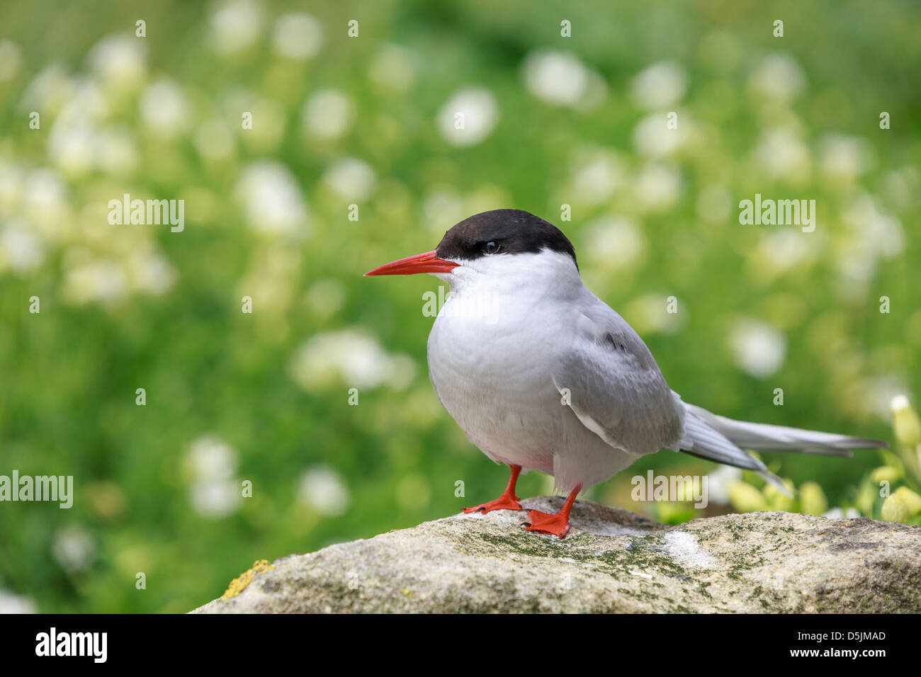 An Arctic Tern captured on Inner Farne, part of the Farne Islands in ...