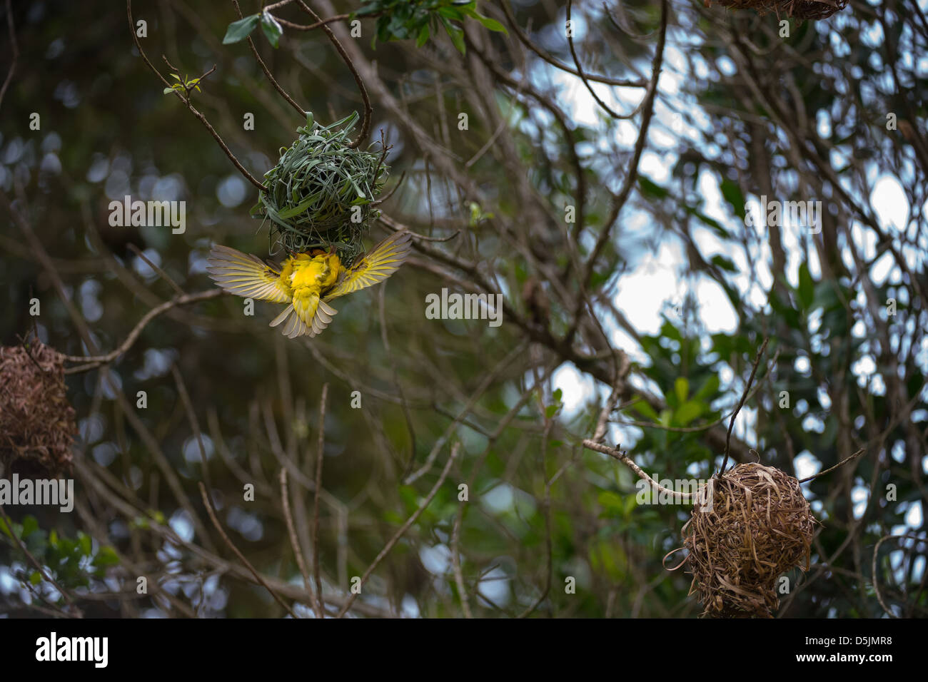 weaver-bird-making-nest-stock-photo-alamy