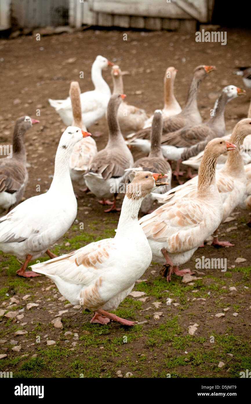 Geese, farm, honkers Stock Photo - Alamy