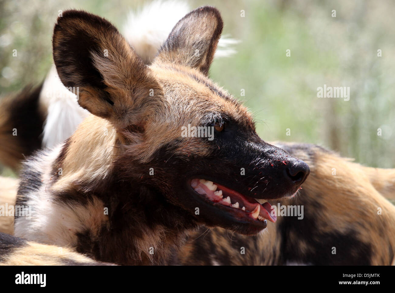 Wolf teeth hi-res stock photography and images - Alamy
