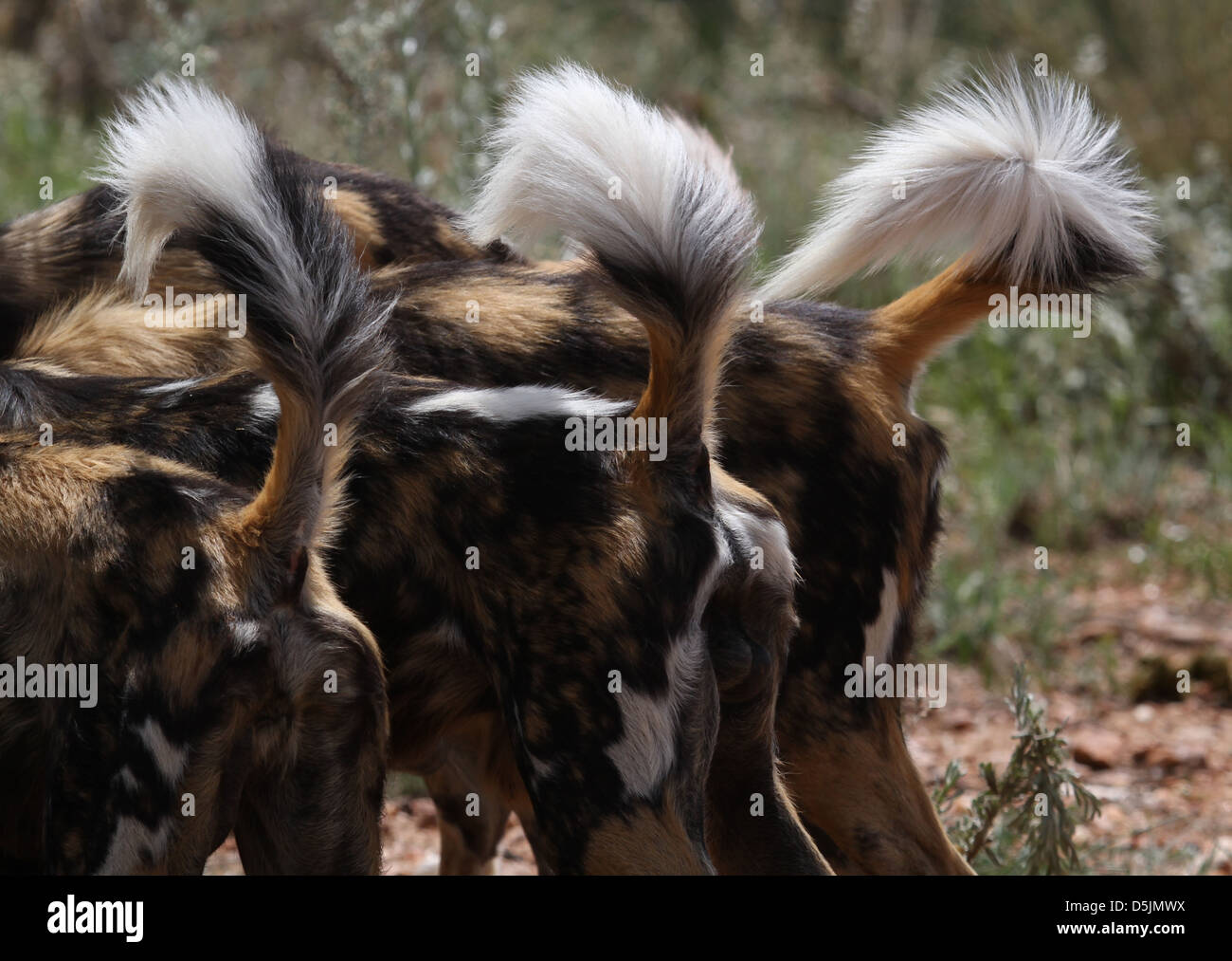 Wild Dog Tails Stock Photo - Alamy