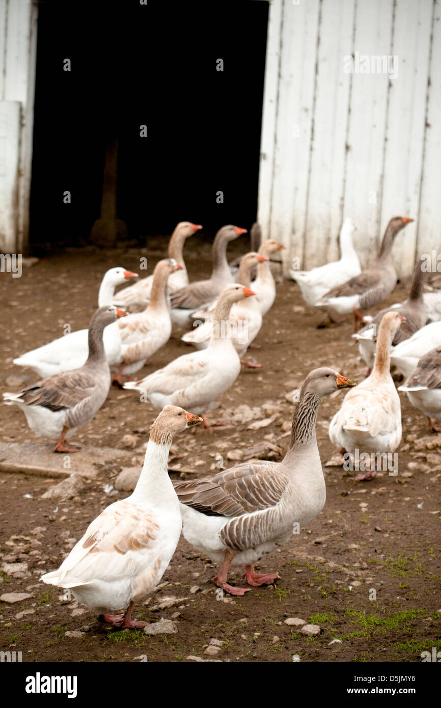 Honkers hi-res stock photography and images - Alamy