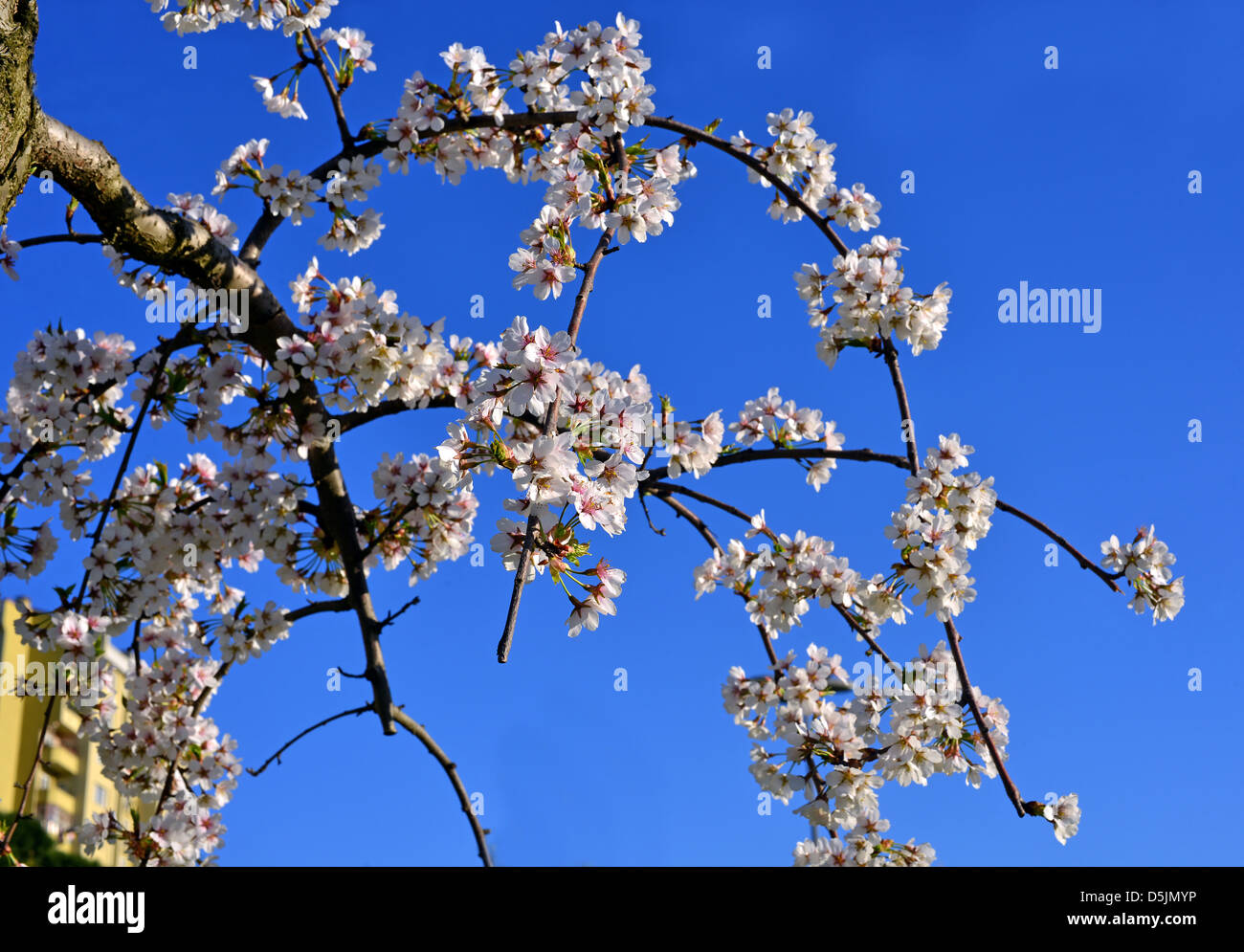Beautiful tree with flowers hi-res stock photography and images - Alamy
