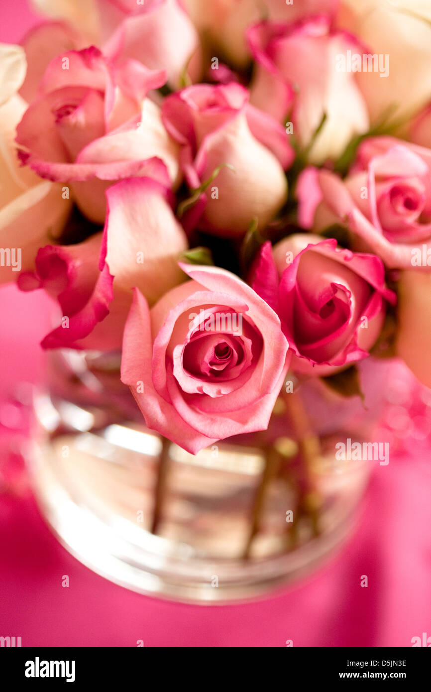 Pink cut roses hi-res stock photography and images - Alamy