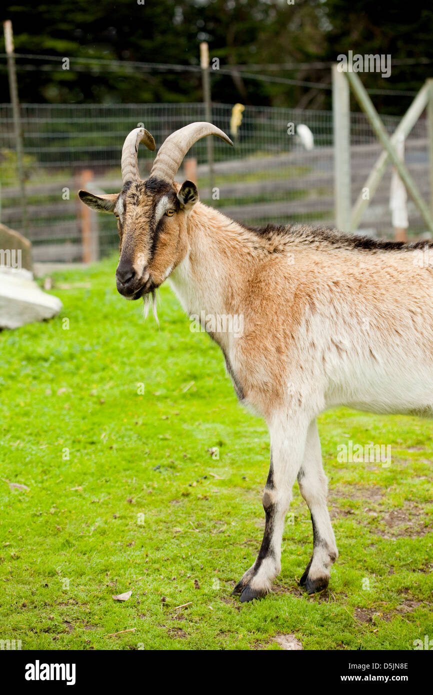 Goat, outdoor, green grass Stock Photo - Alamy