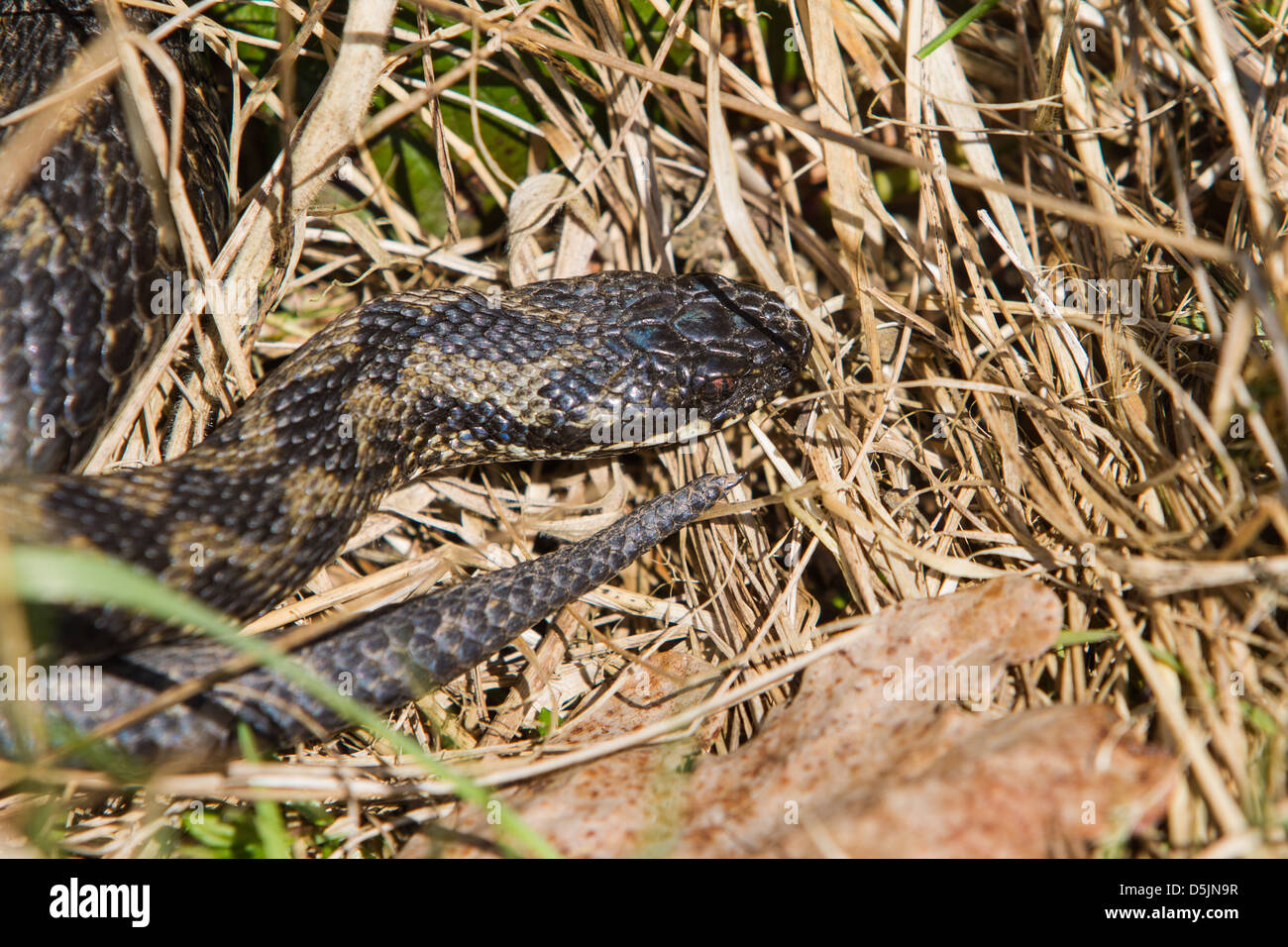 Adder, UK, basking in the morning sun Stock Photo - Alamy