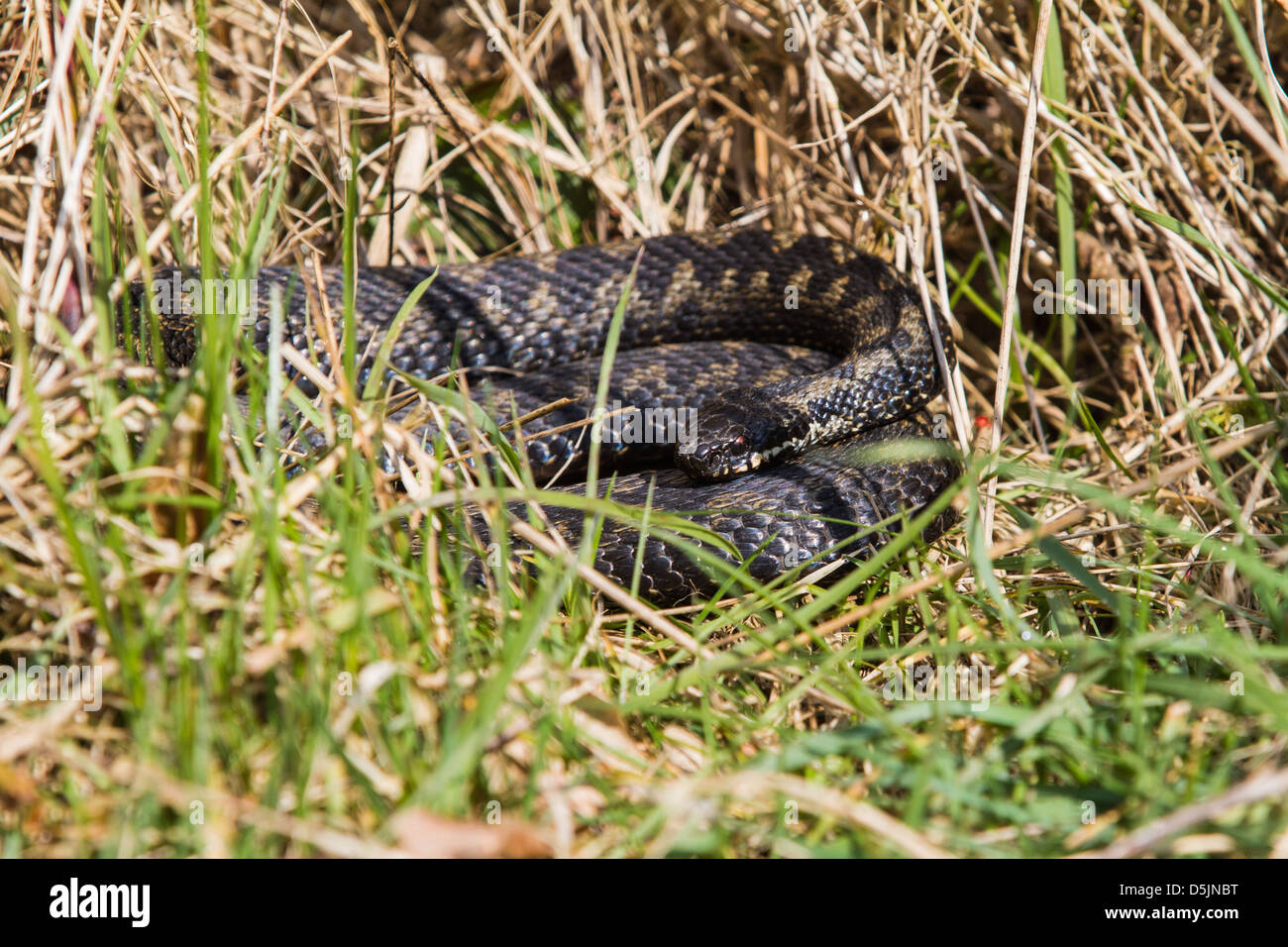 Adder, UK, basking in the morning sun Stock Photo - Alamy