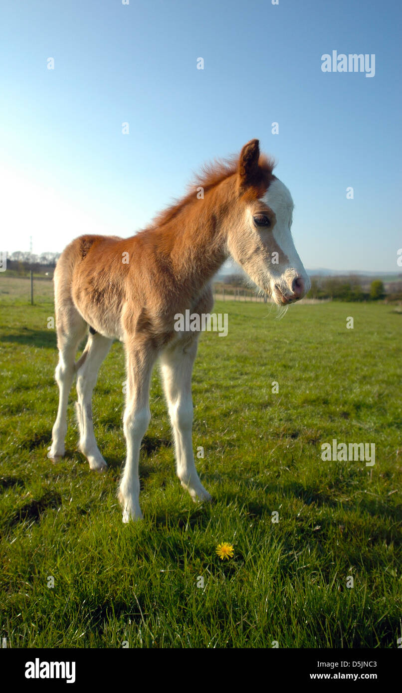 Welsh Mountain Foal Stock Photo - Alamy