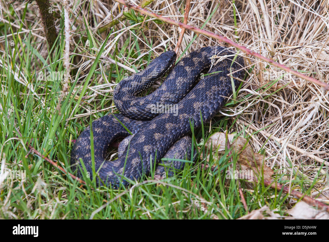 Adder uk hi-res stock photography and images - Alamy