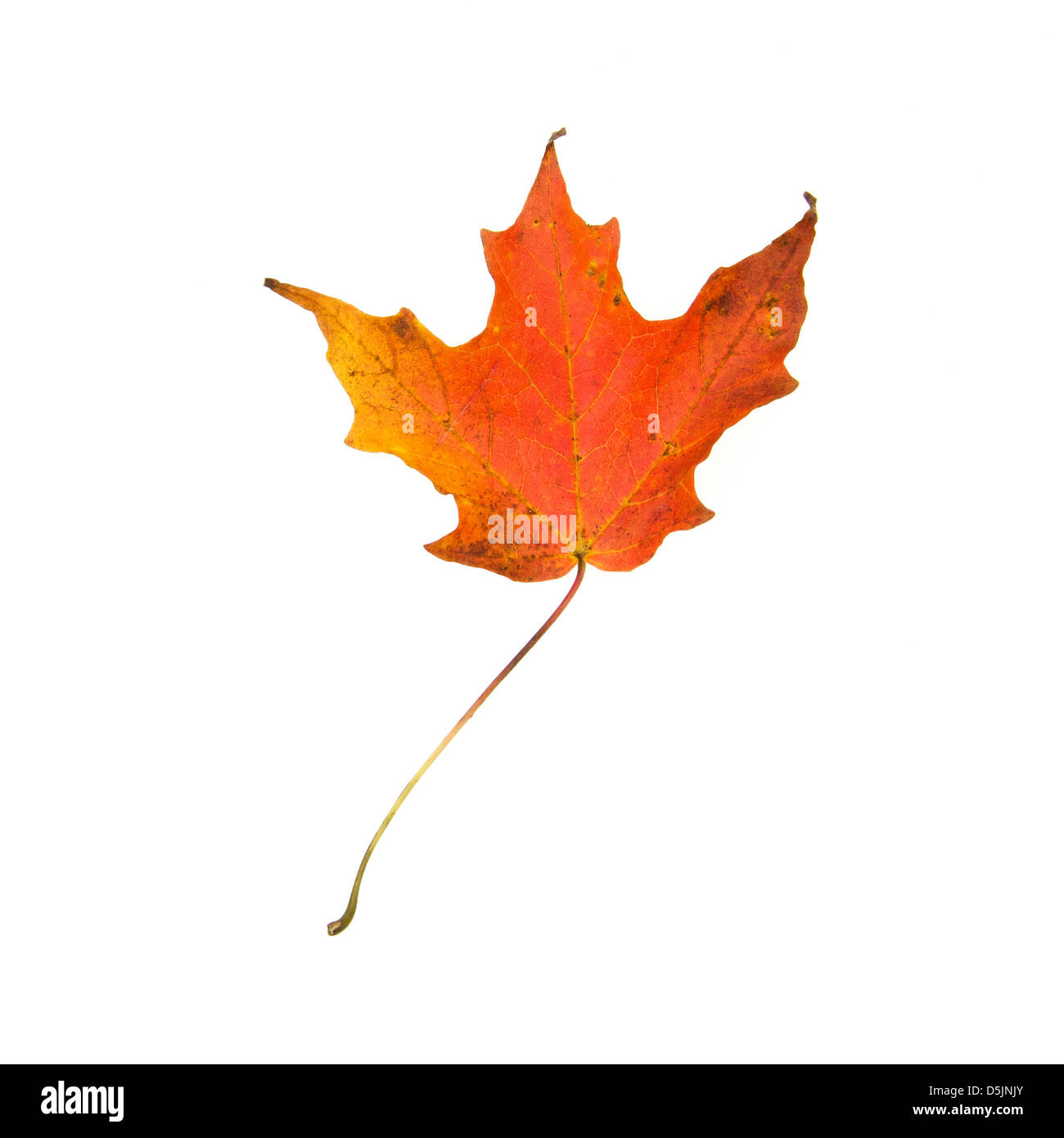 Red Maple leaf on white background, autumn foliage, Bar Harbor, Maine ...