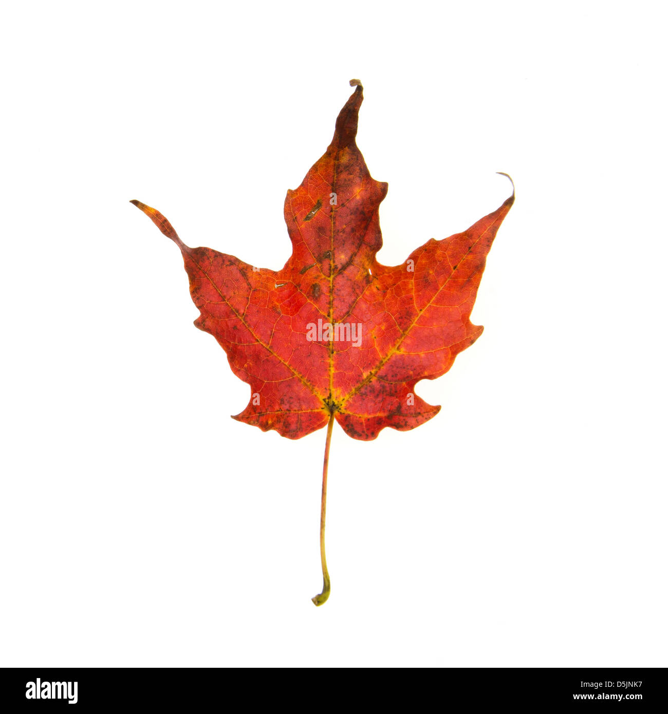 Acer rubrum maple leaves Cut Out Stock Images & Pictures - Alamy