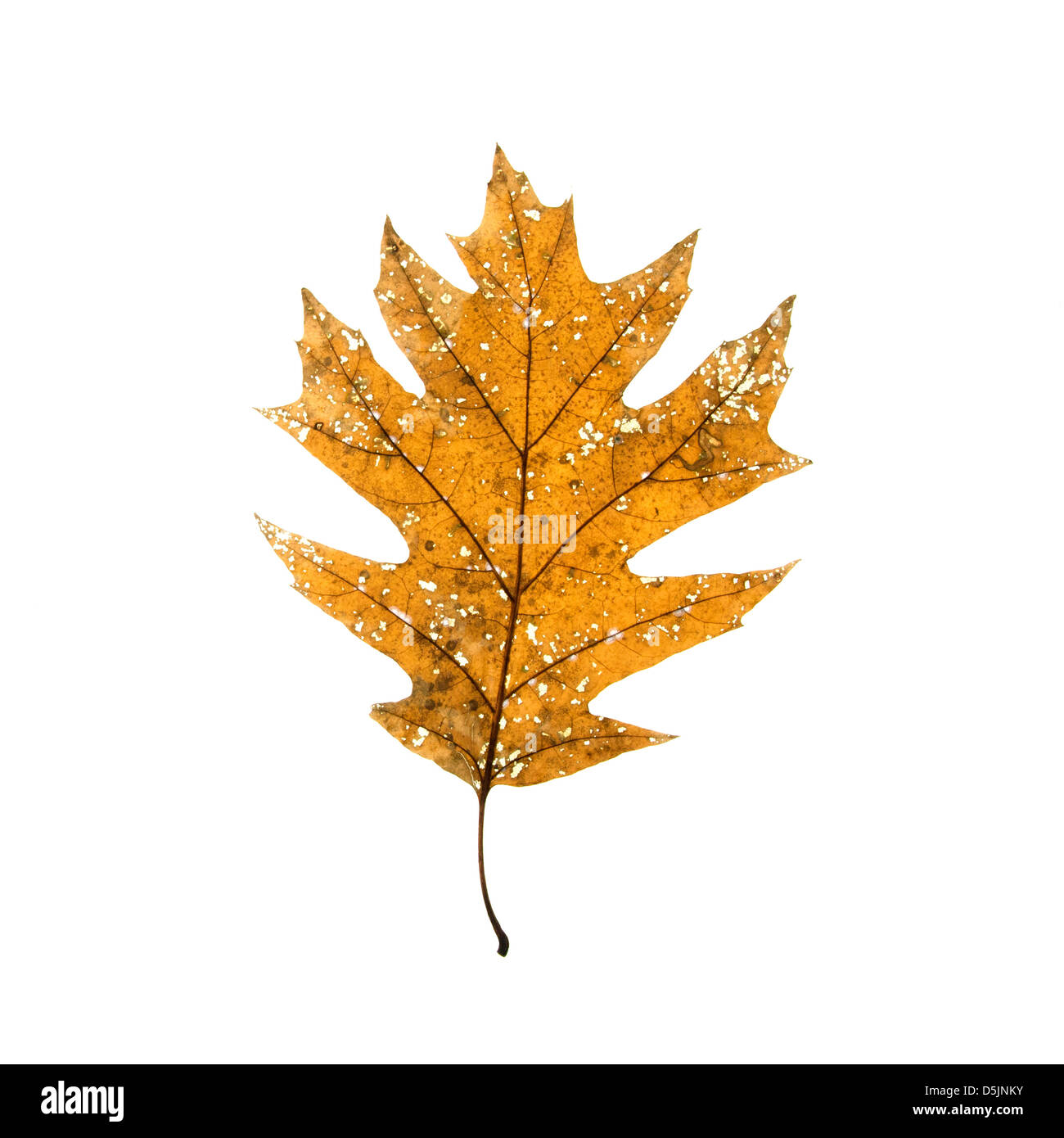 Red Oak leaf on white background, fall foliage Stock Photo - Alamy