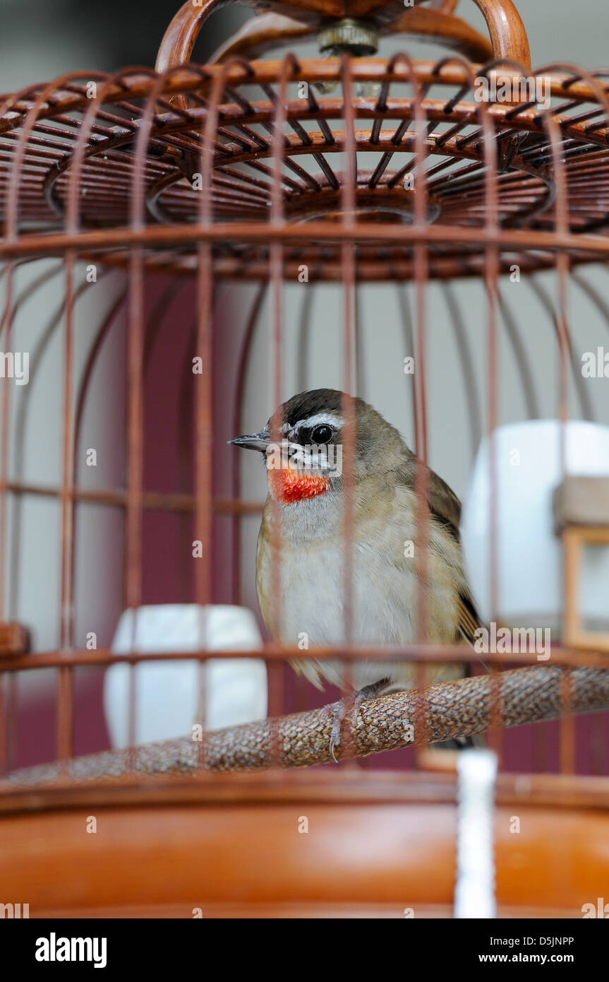 Yuen Po Street Bird garden - district of the subway Prince Edward ...