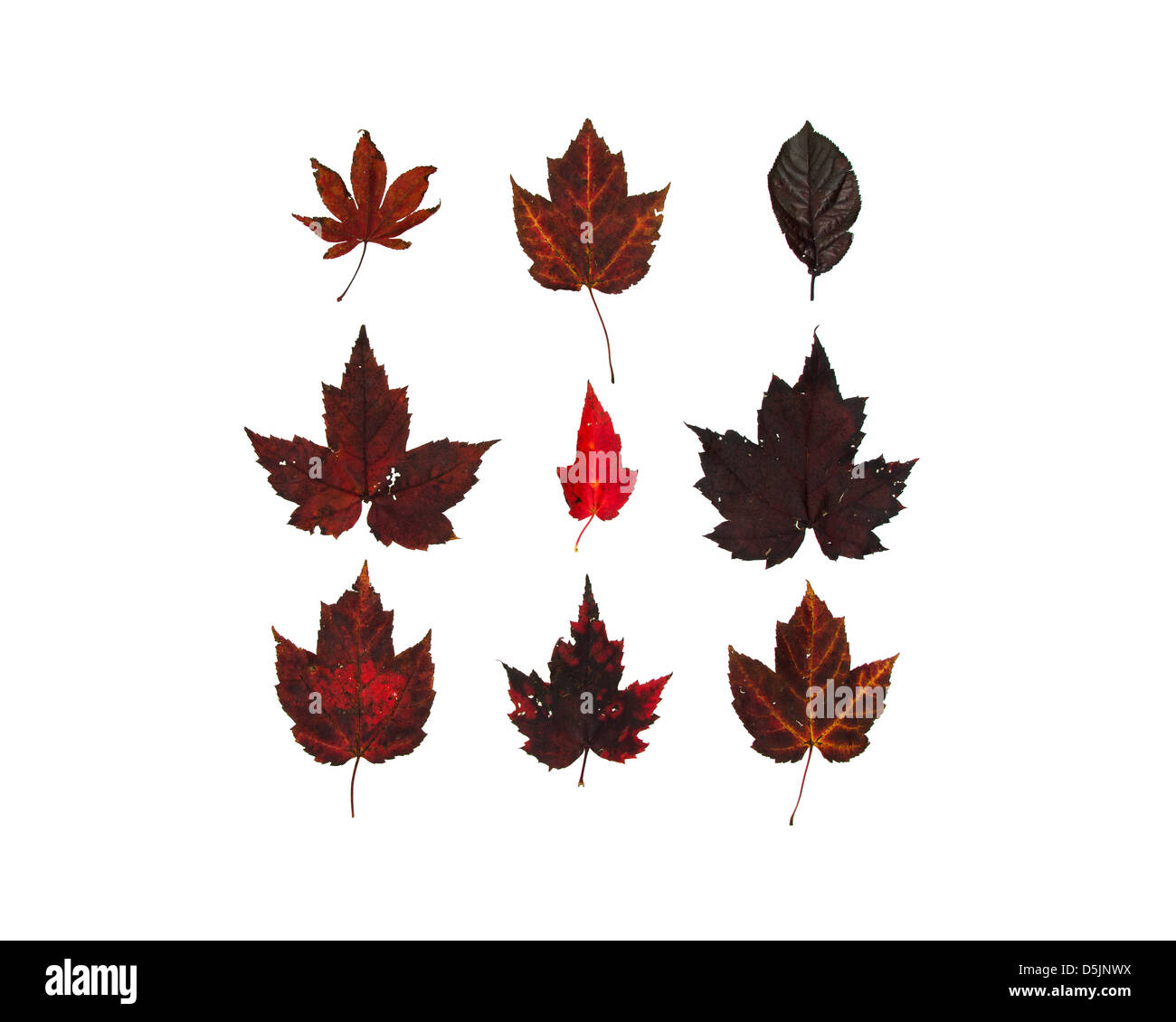 Deep red, wine-colored fall foliage: maple leaves from Bar Harbor ...