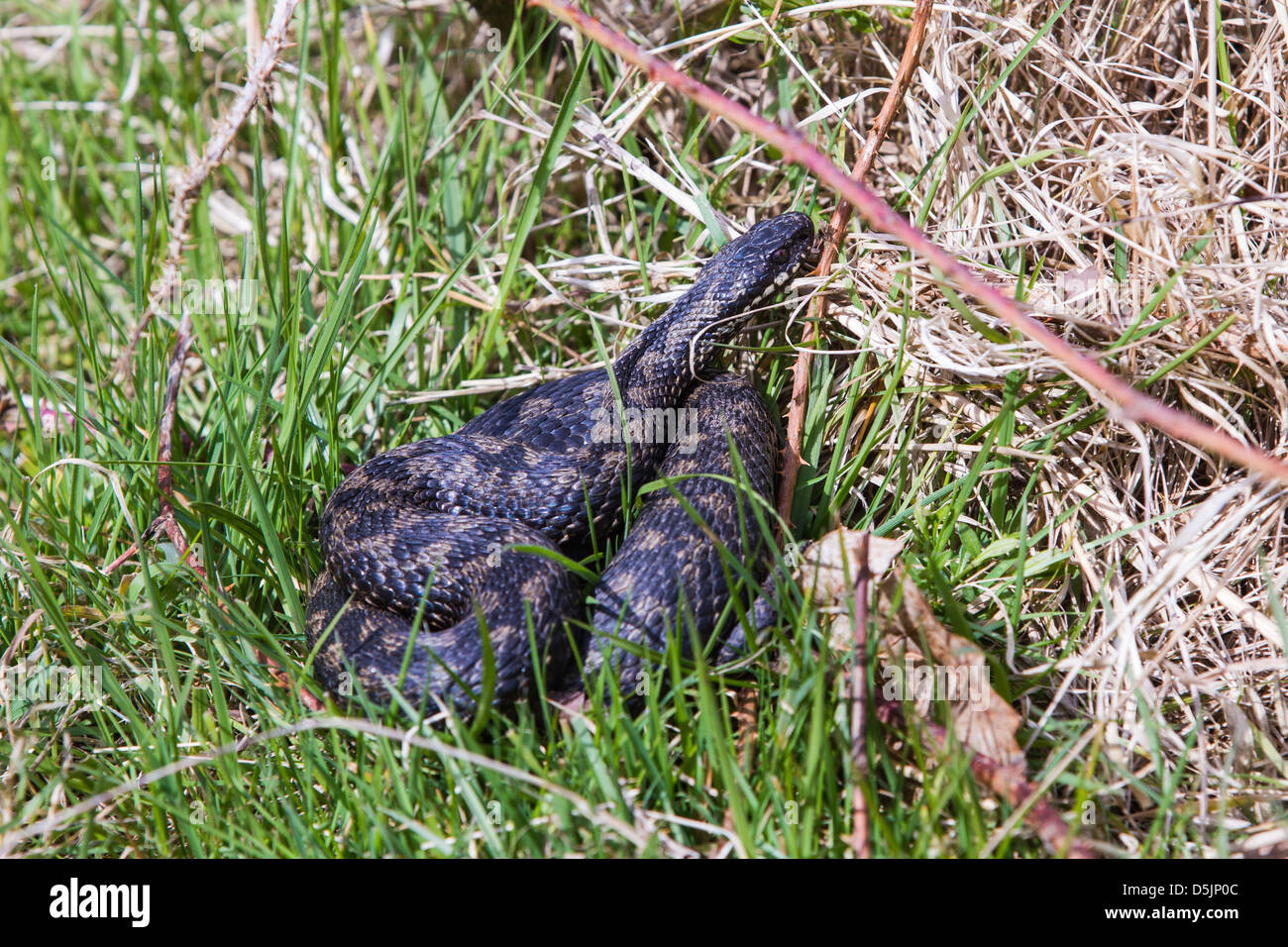 Adder, UK, basking in the morning sun Stock Photo - Alamy