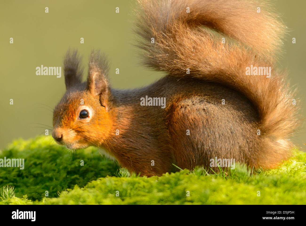 Red Squirrel, Sciurus vulgaris, close up, Dumfries and Galloway ...
