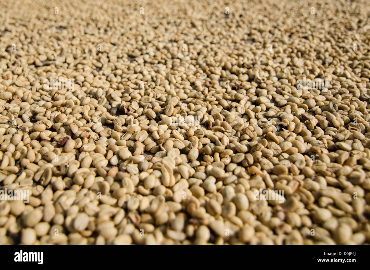Coffee drying process hi-res stock photography and images - Alamy