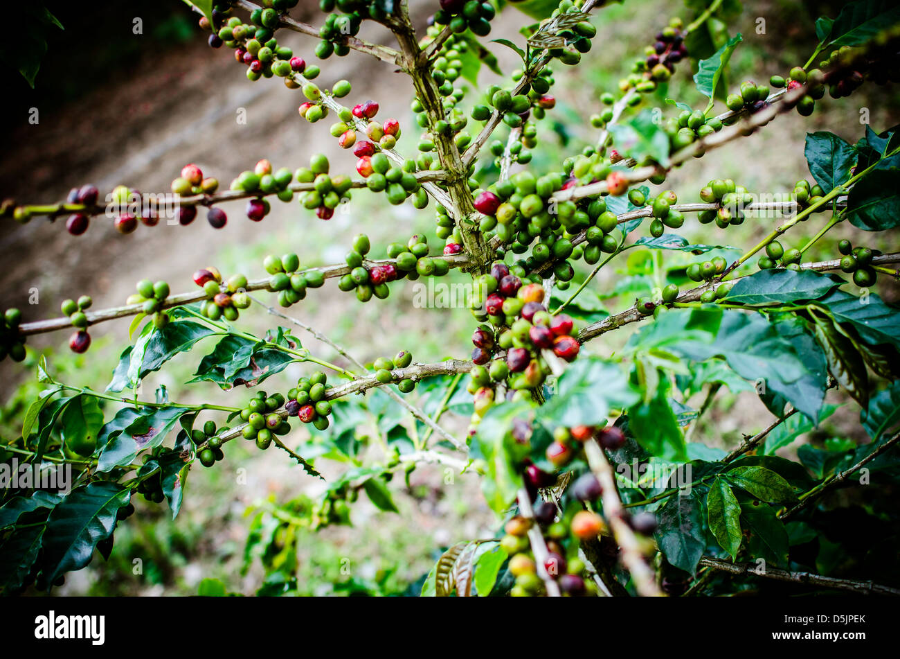 Coffee Crops in the department of Caldas, Colombia Stock Photo - Alamy