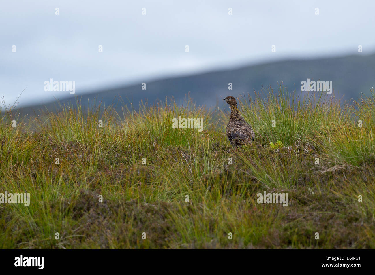 Pheasants tail hi-res stock photography and images - Alamy