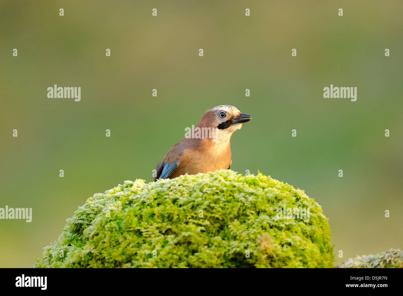 Eurasian jay bird scotland hi-res stock photography and images - Alamy