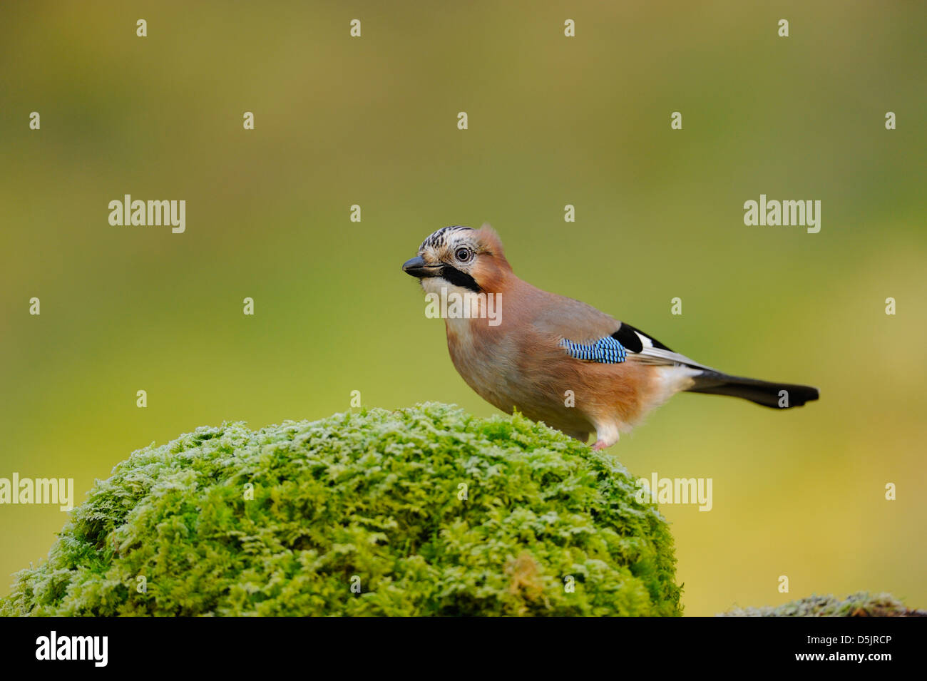 Eurasian Jay, Garrulus glandarius, Dumfries and Galloway, Scotland, UK ...