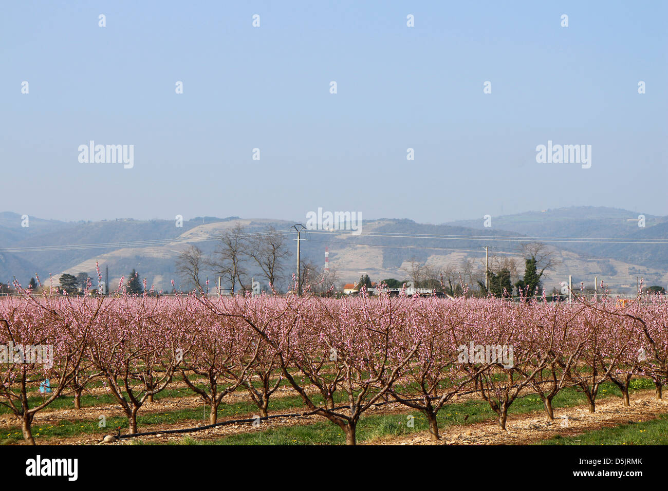 Peach tree in the rhone valley hi-res stock photography and images - Alamy