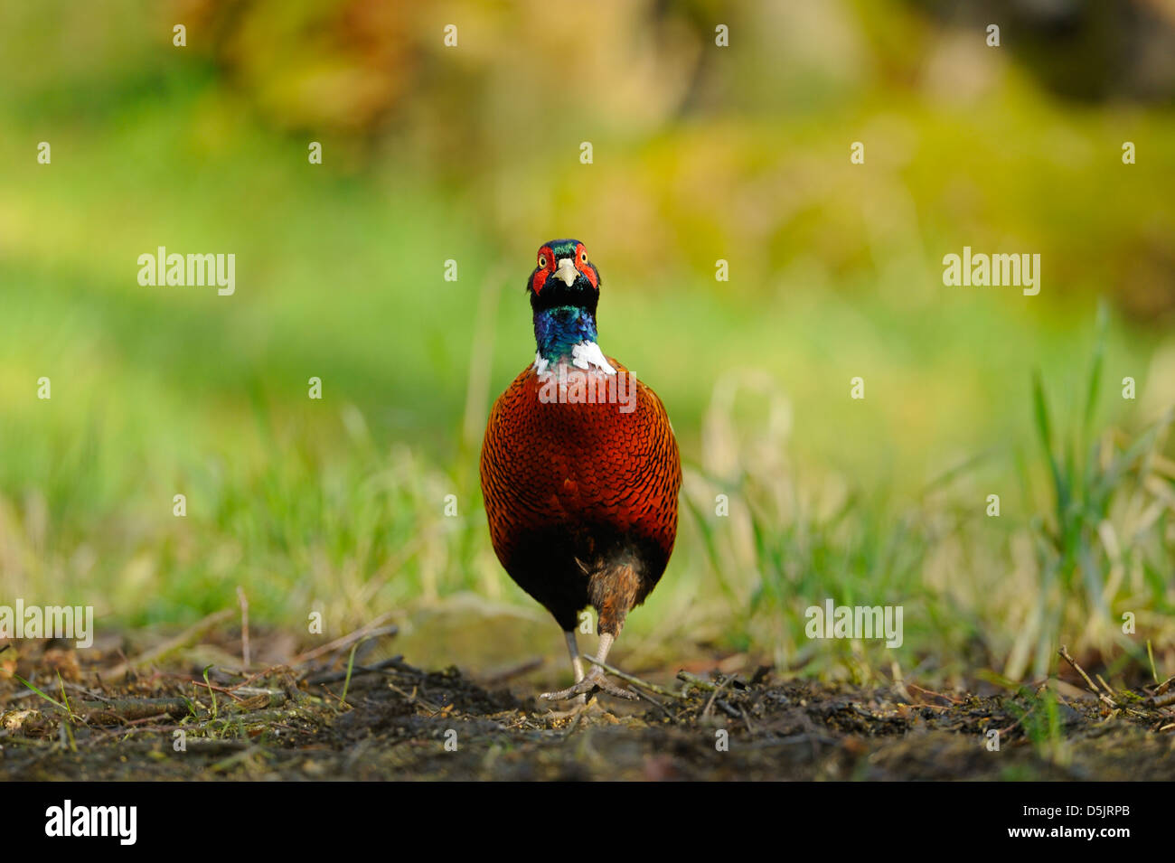 Male Common Pheasant, Phasianus colchicus, Dumfries and Galloway ...