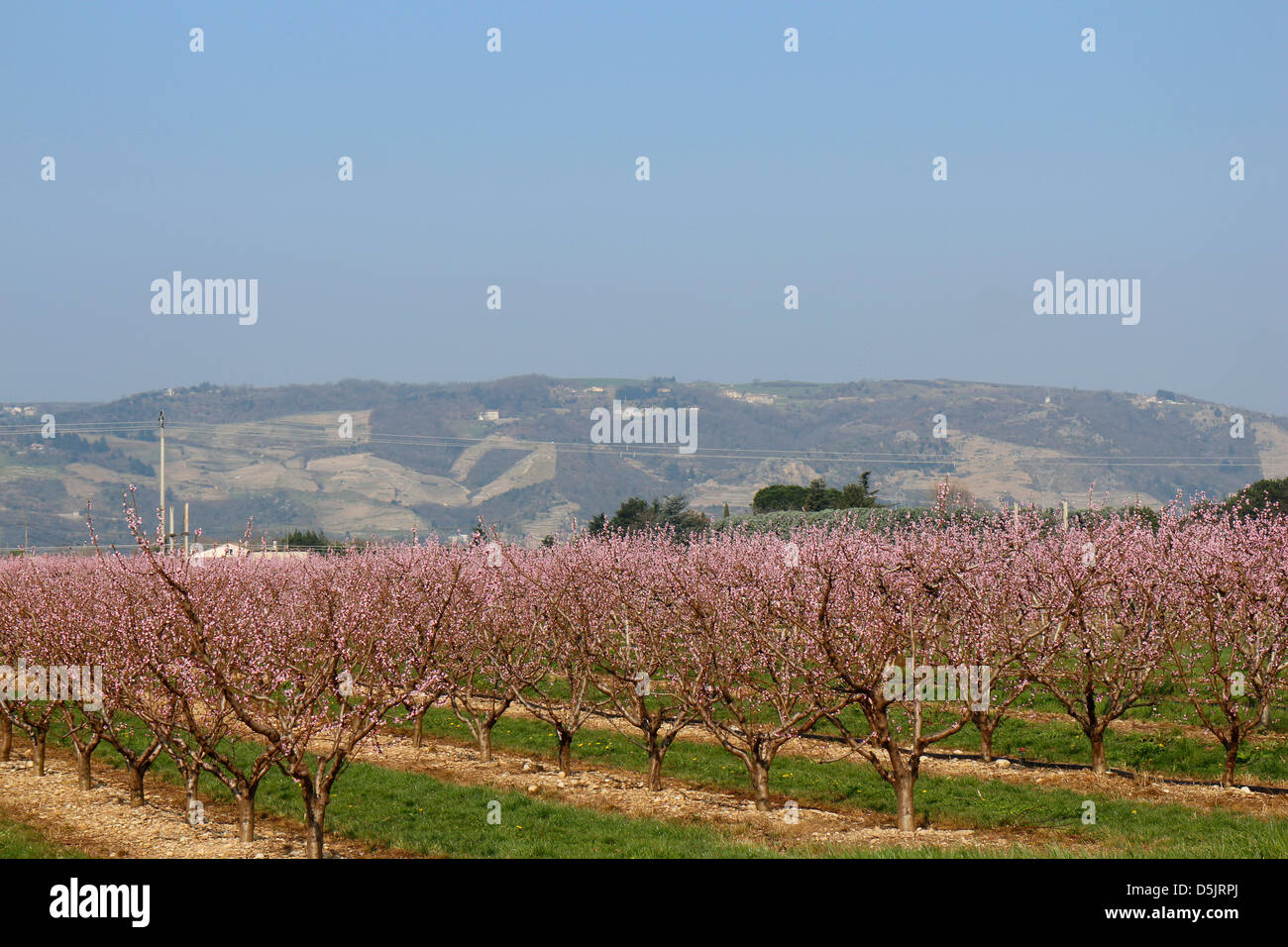 Peach trees in full bloom, pink blossoms general view Rhone Valley ...