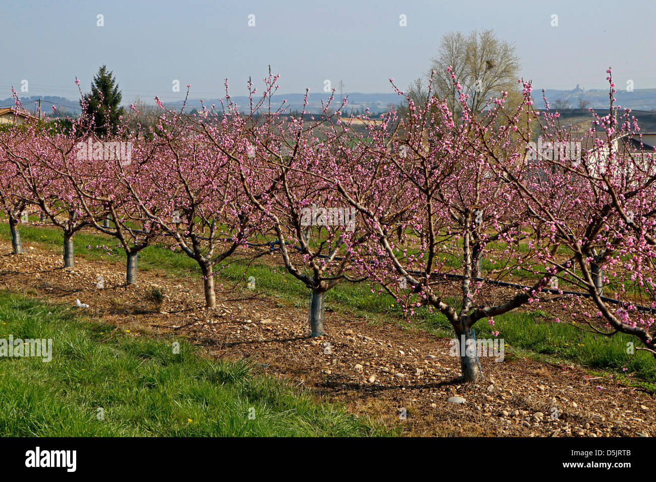 Peach trees in full bloom, pink blossoms general view Rhone Valley ...