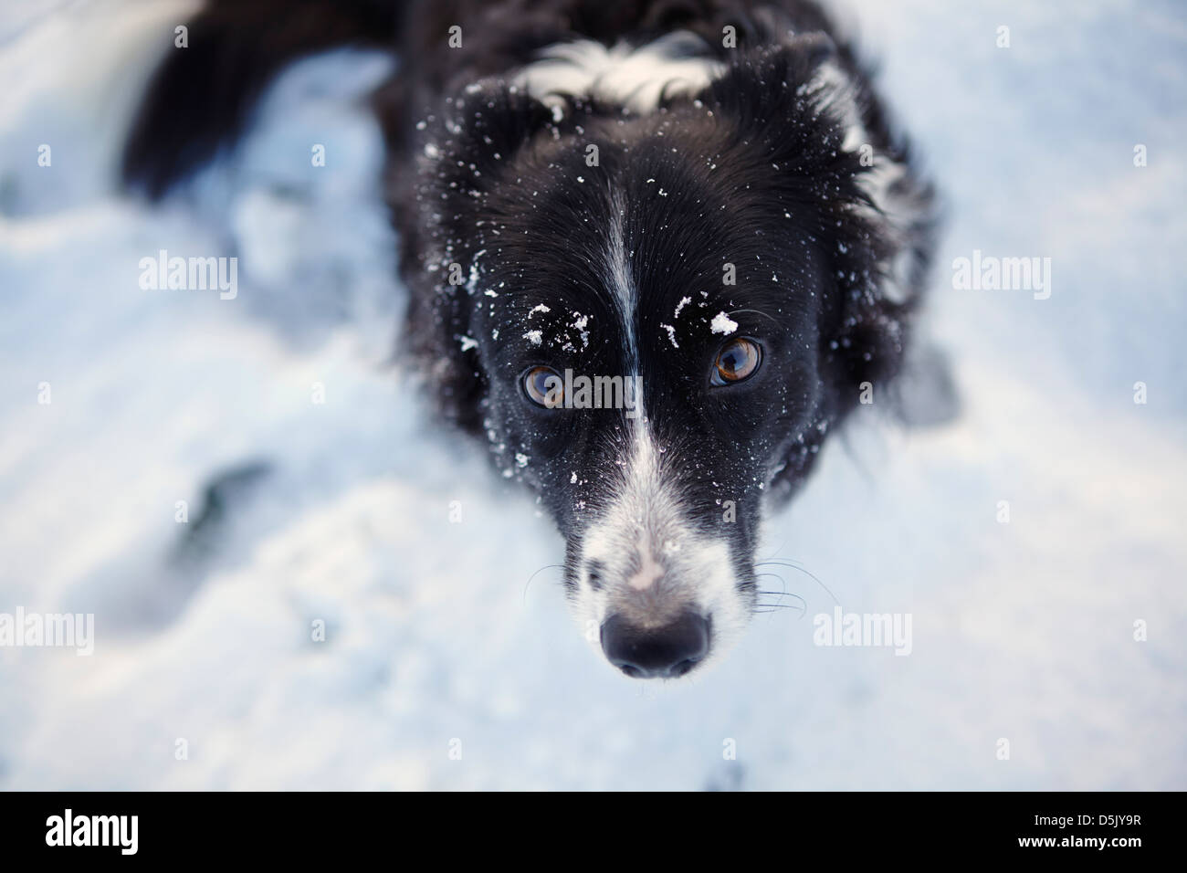 Border collie dog in snow portrait Stock Photo - Alamy