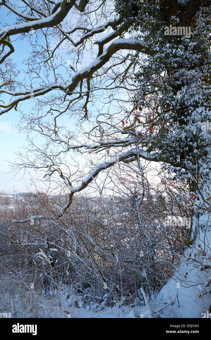 Trees in winter in Norfolk, UK Stock Photo - Alamy