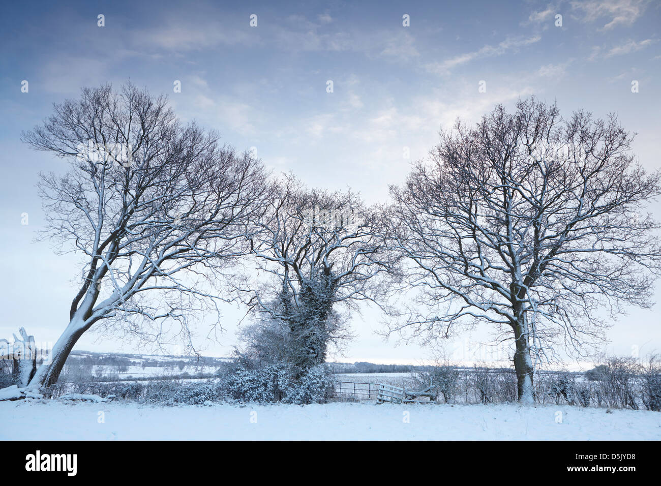 Trees in winter in Norfolk, UK Stock Photo - Alamy