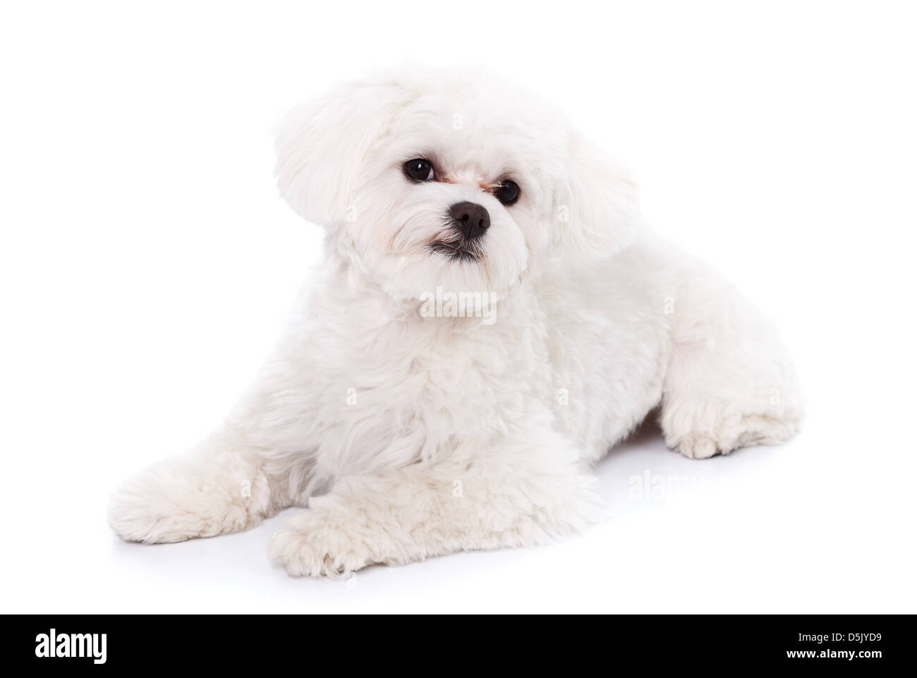 A beautiful lying white bichon puppy isolated on white background Stock ...