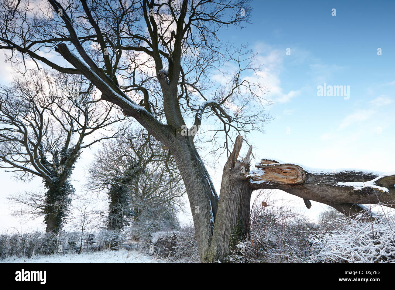 Old english oak tree winter hi-res stock photography and images - Alamy