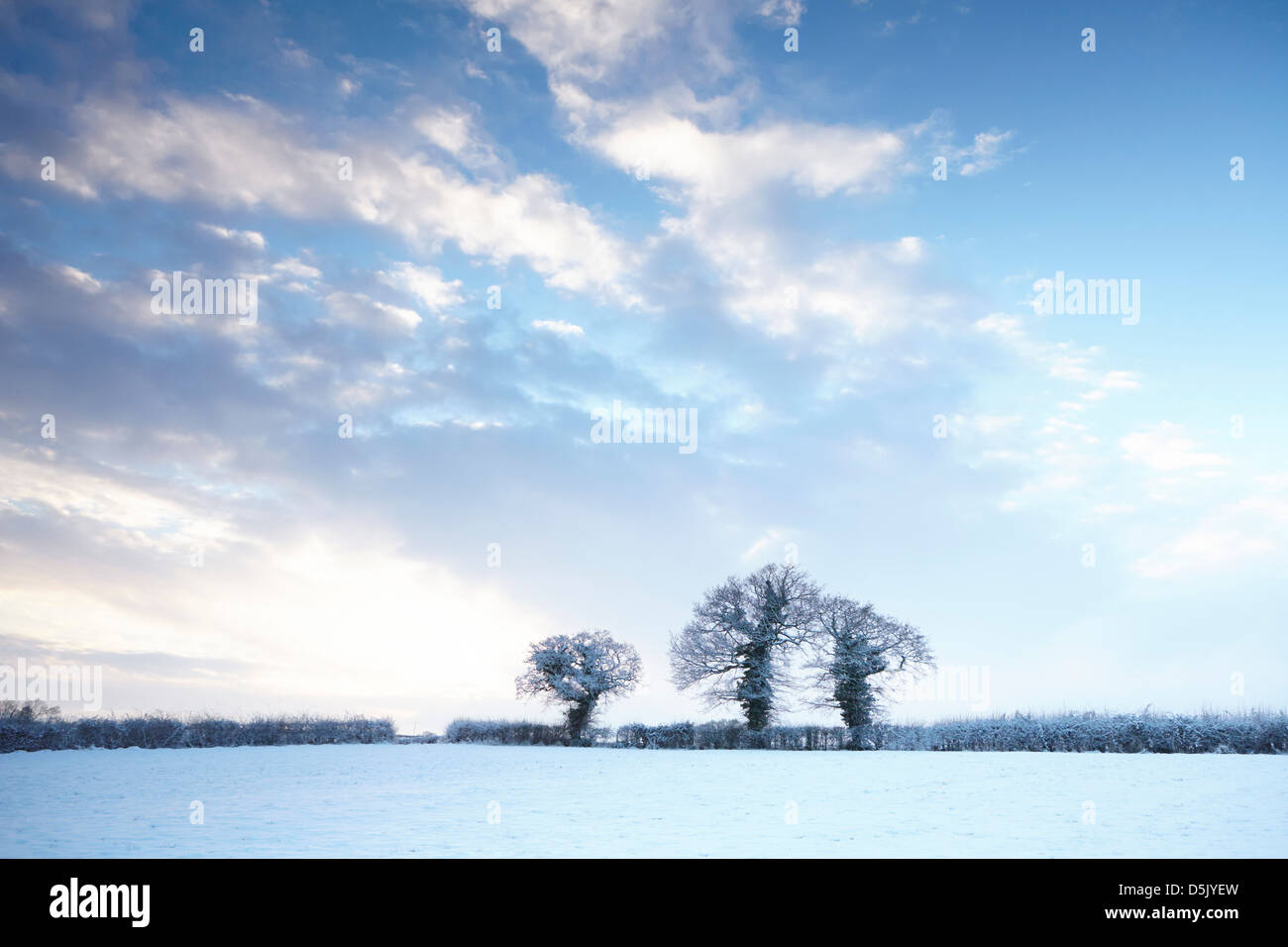 Norfolk trees hi-res stock photography and images - Alamy