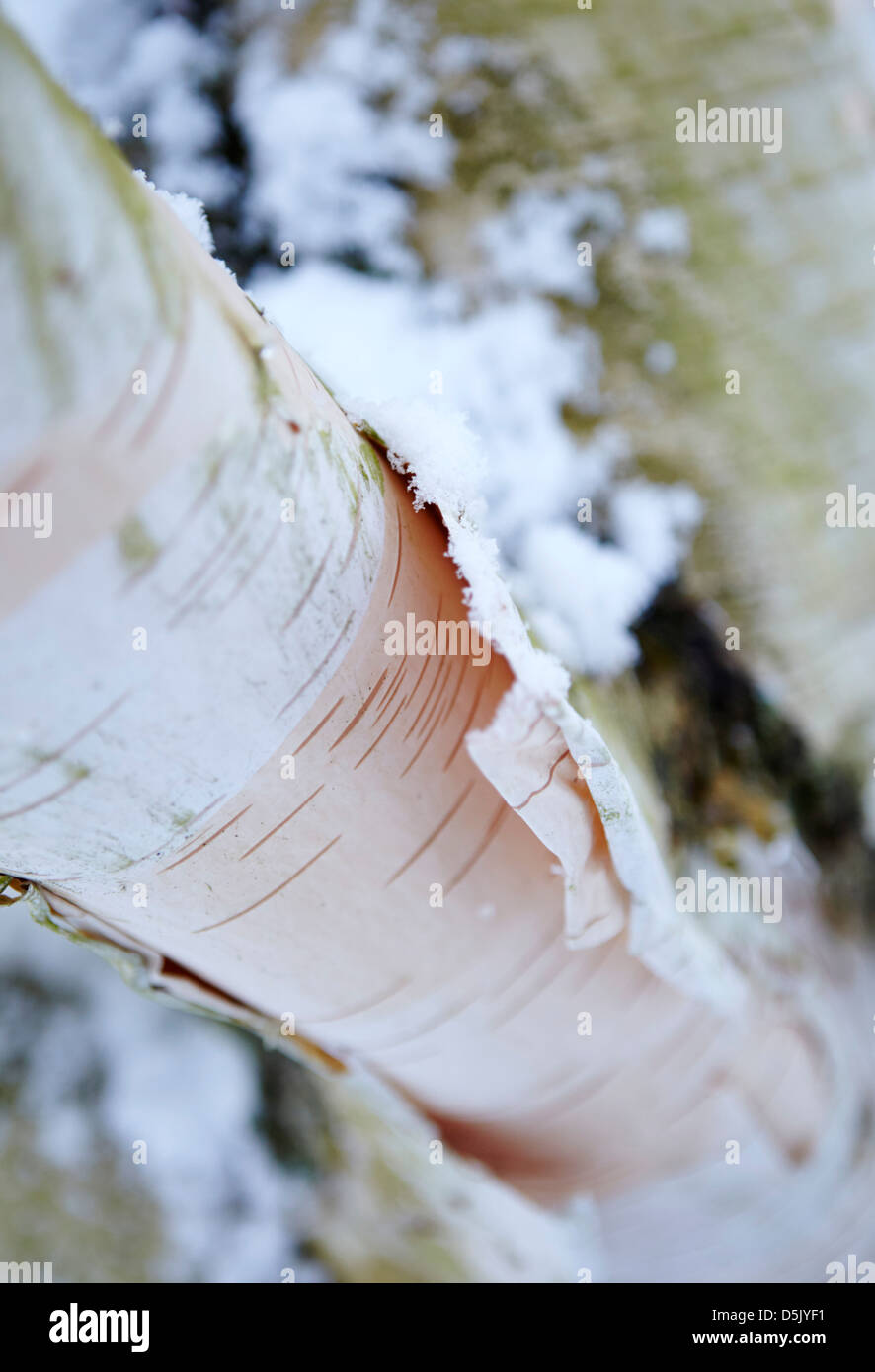 Birch bark hi-res stock photography and images - Alamy