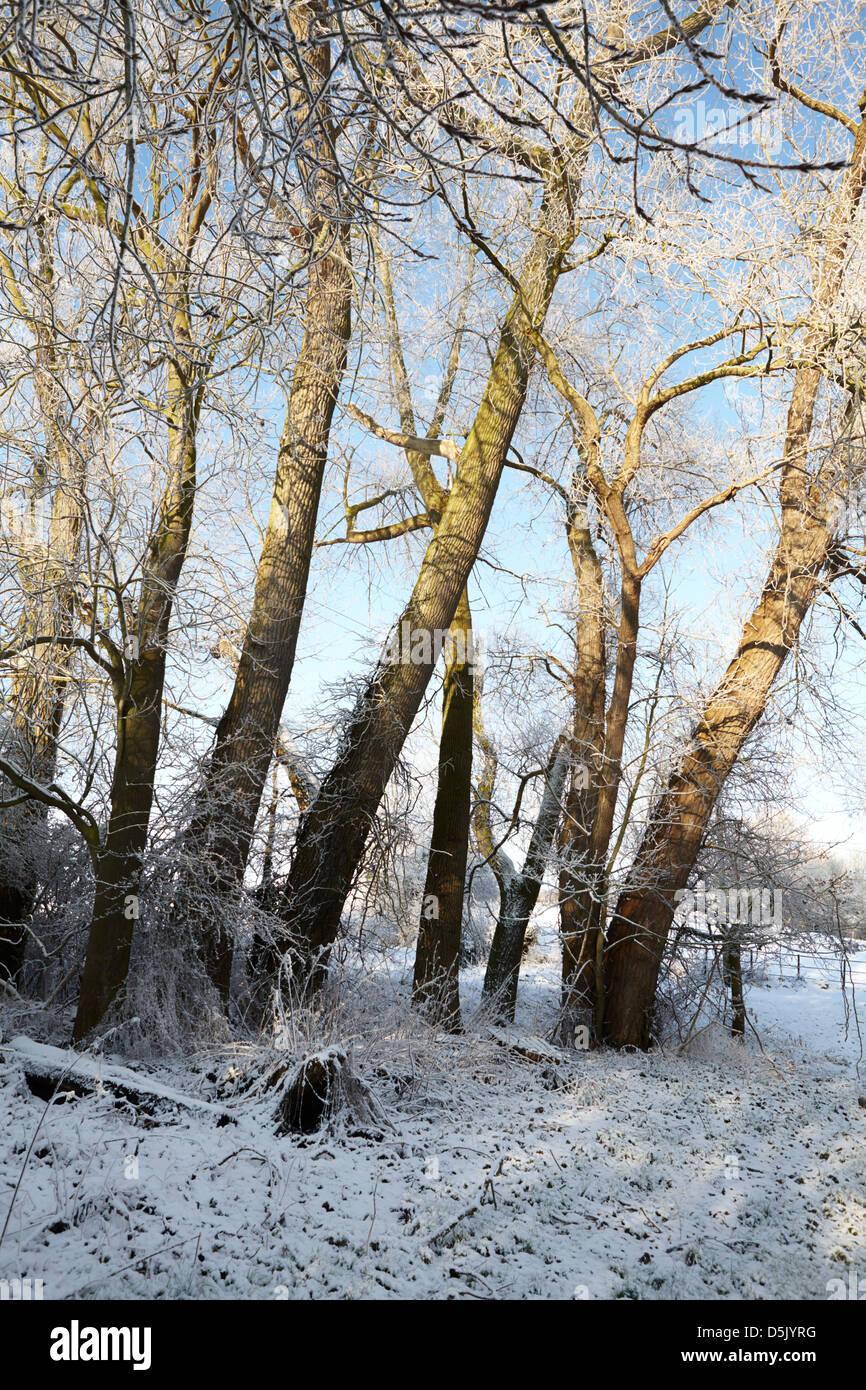Poplar Trees in winter in Norfolk, UK Stock Photo - Alamy