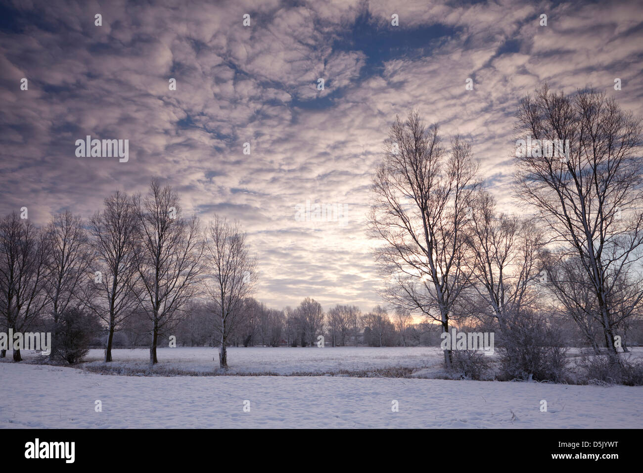 Willow Trees in winter in Norfolk, UK Stock Photo - Alamy