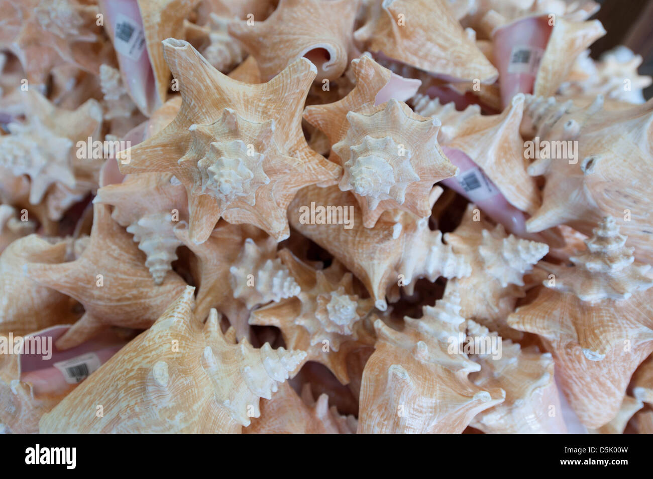 Queen conch shells hi-res stock photography and images - Alamy