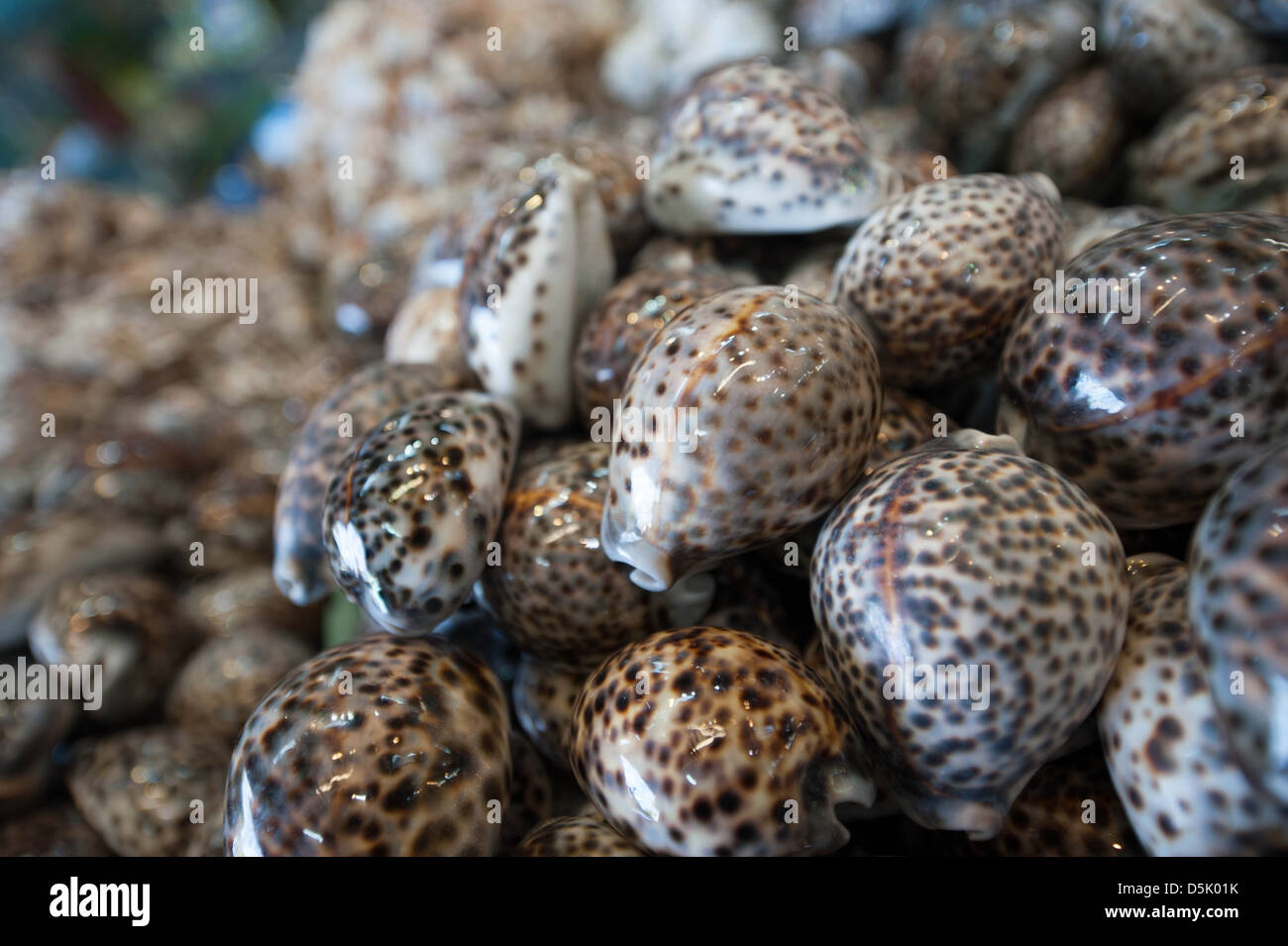 Tiger Cowrie Shells on sale Stock Photo - Alamy