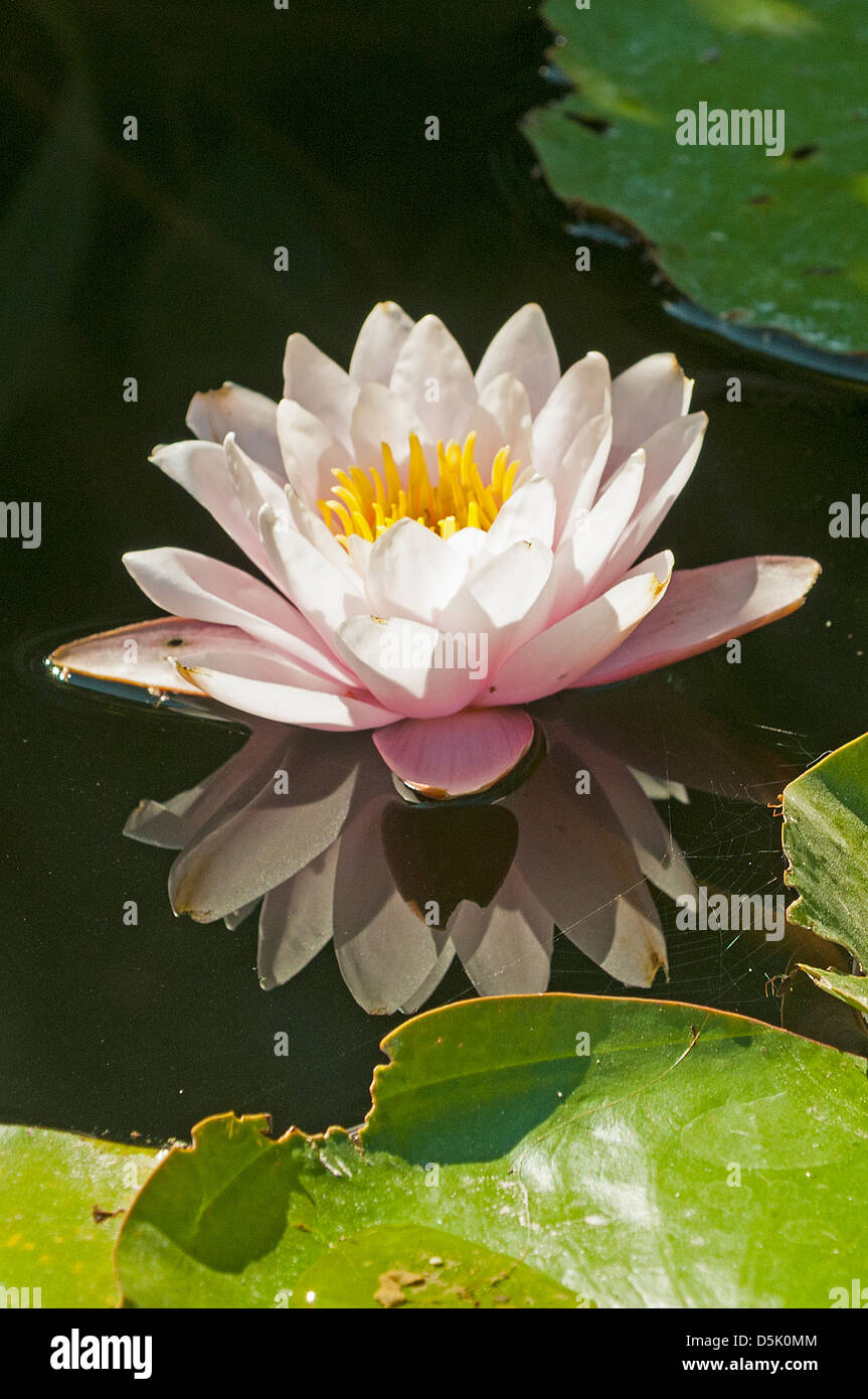 Nymphaea alba, White Water Lily Stock Photo - Alamy