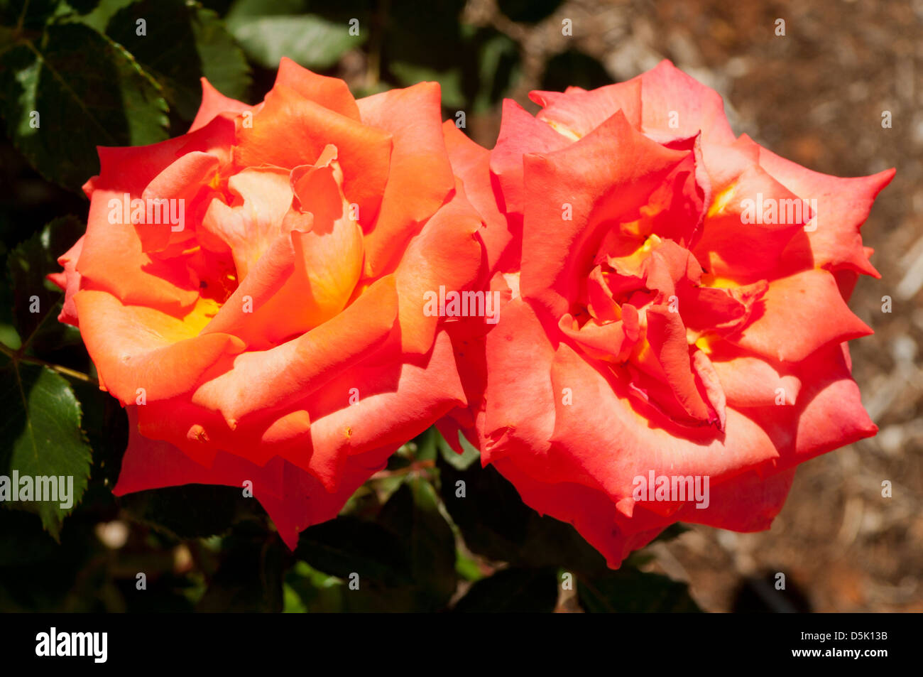 With Peter Frankenfeld High Resolution Stock Photography and Images - Alamy