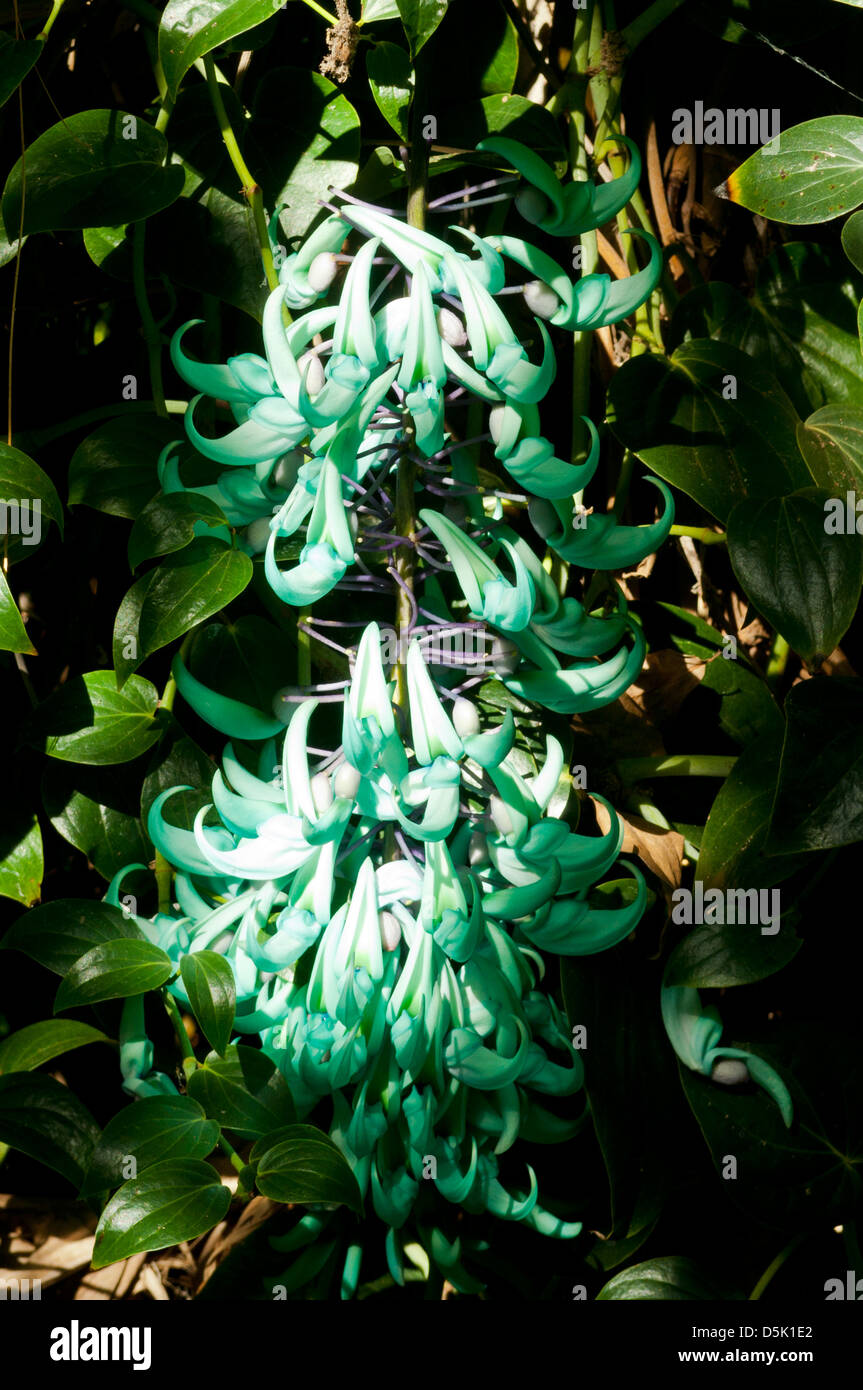 Strongylodon macrobotrys, Jade Vine Stock Photo - Alamy